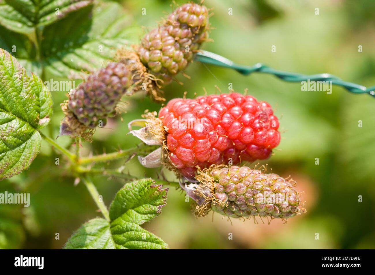 A large Logan berry plant with red berry seen close up in detail Stock ...