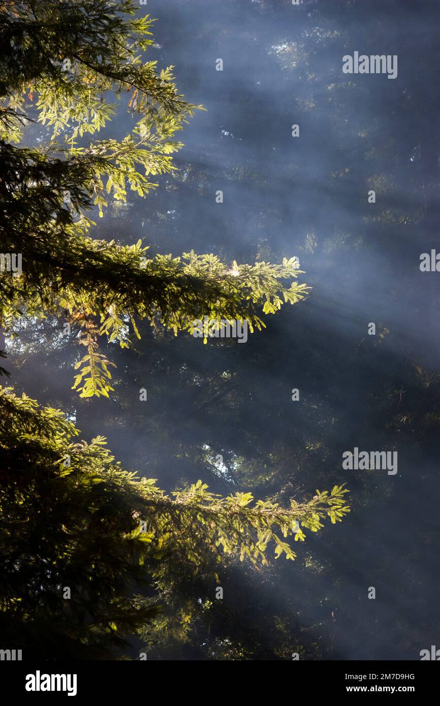Sunlight streaming through the trees and creating shafts of light at ...