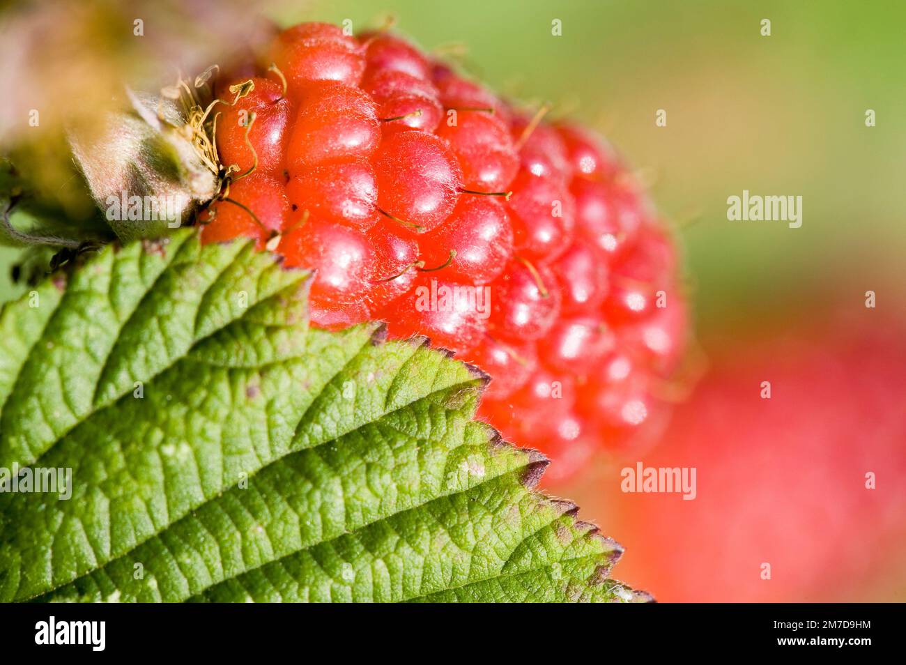 A large Logan berry plant with red berry seen close up in detail Stock ...