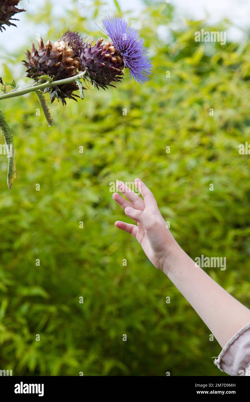A young girl reaches up a hand to pull down a large thistle like flower ...