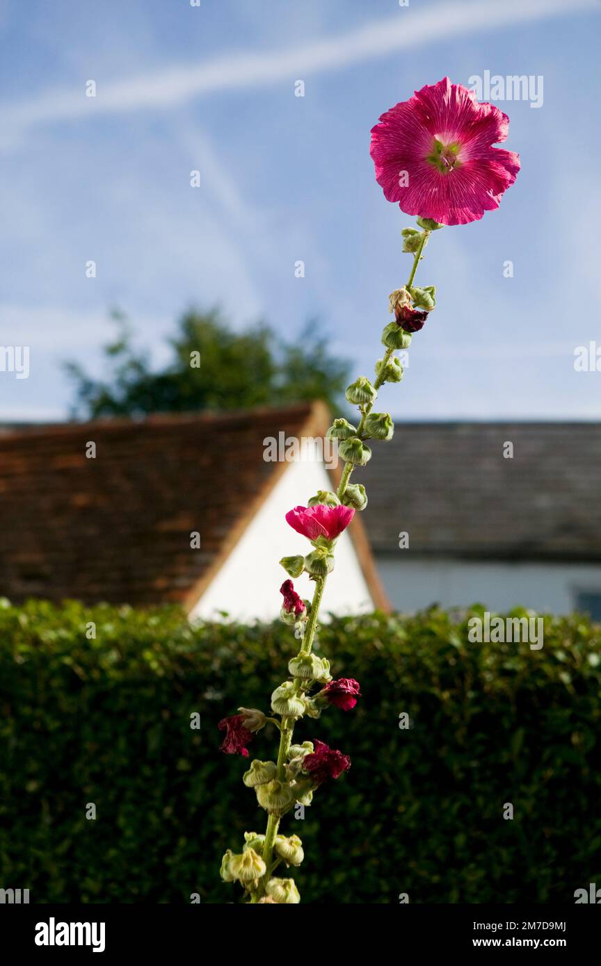 A deep pink Holly Hock towers above the fence adn hedge of its garden ...