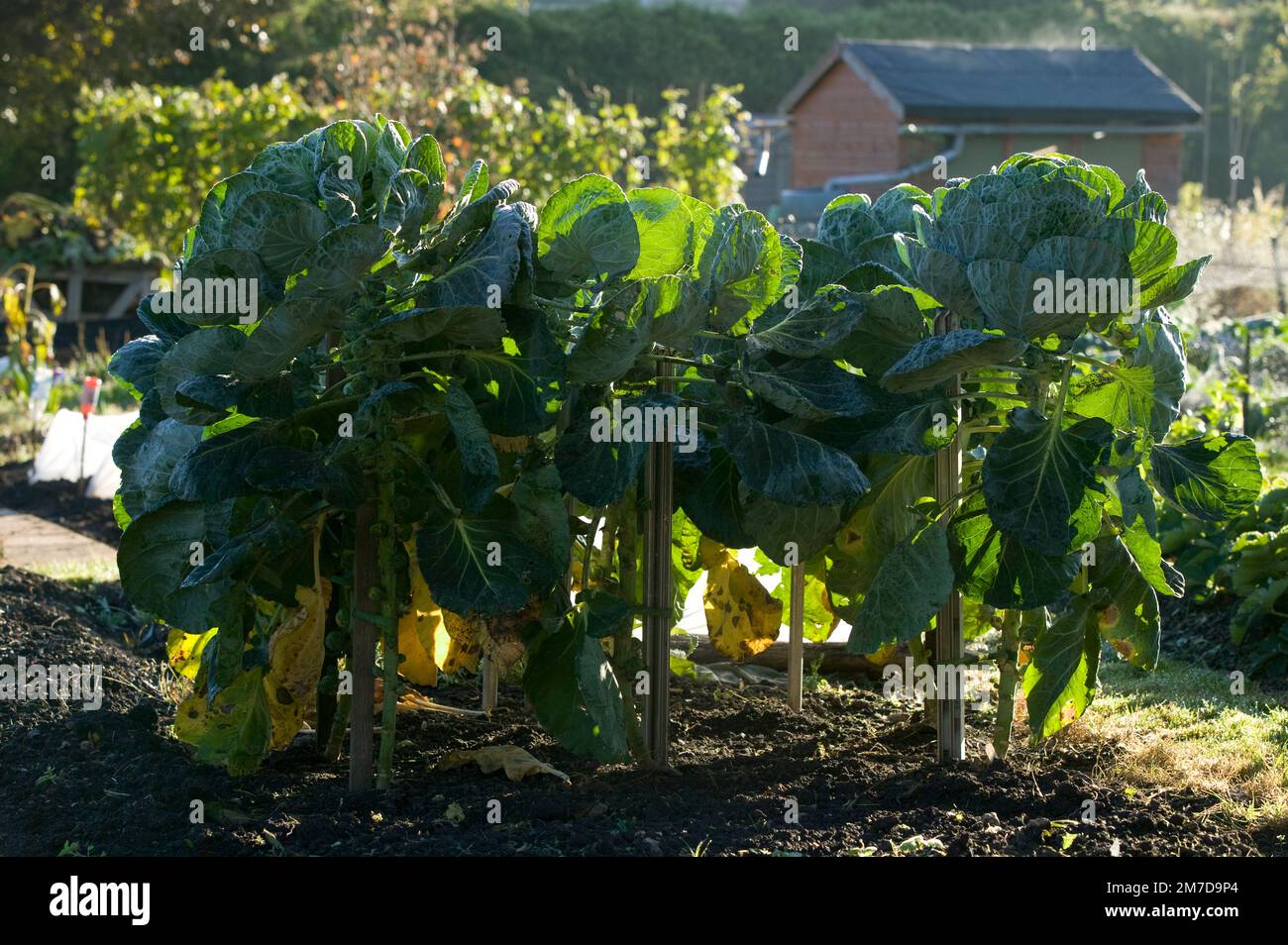 A patch of brussel sprout plants stands with support in the early ...