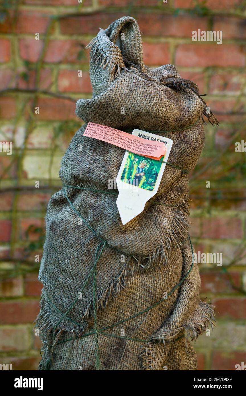 A Musa Basjoo bananna plant wrpaped up in old cloth and sack to protect ...
