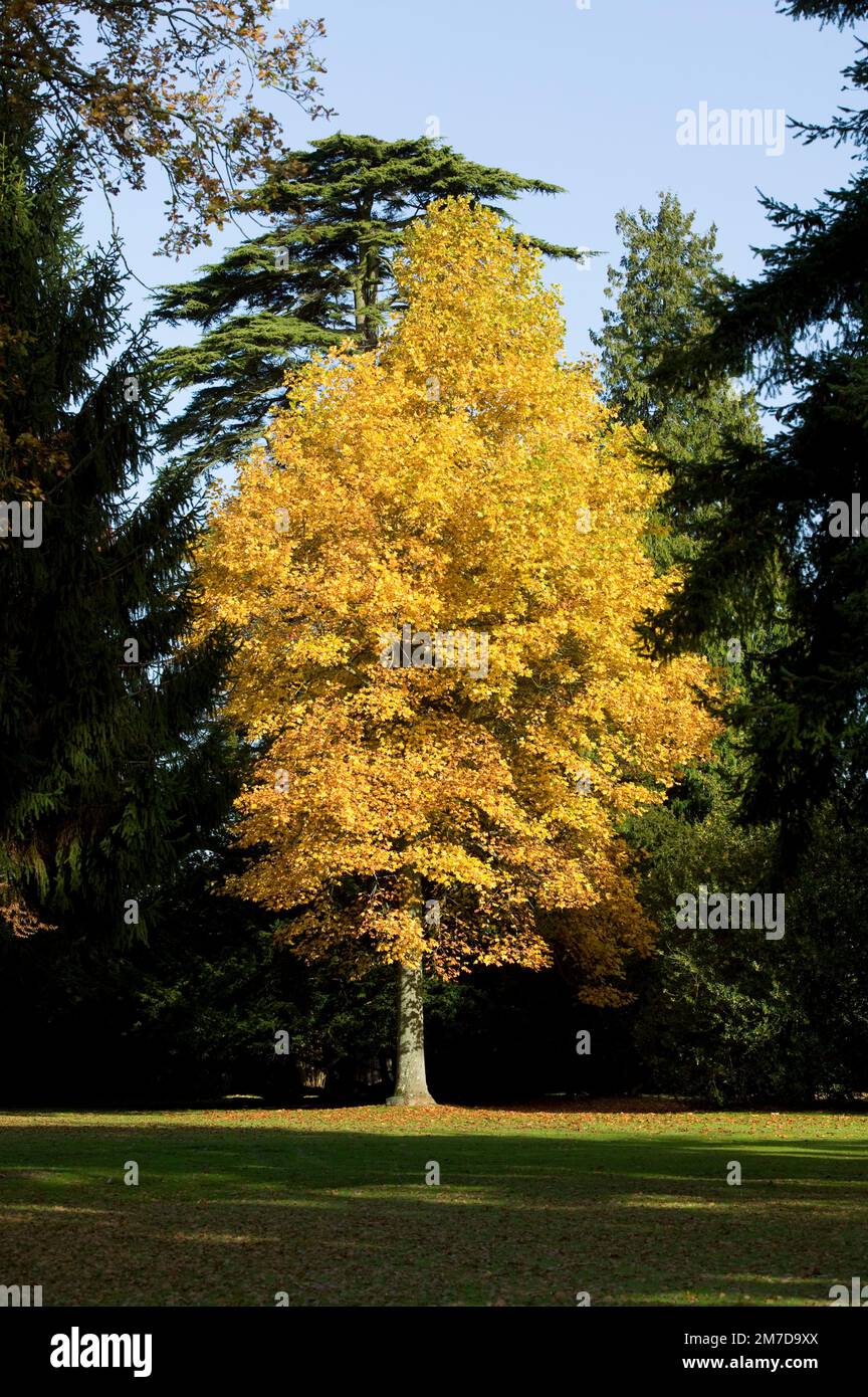 Autumn or fall colours glowing in this parkland setting as a trees ...