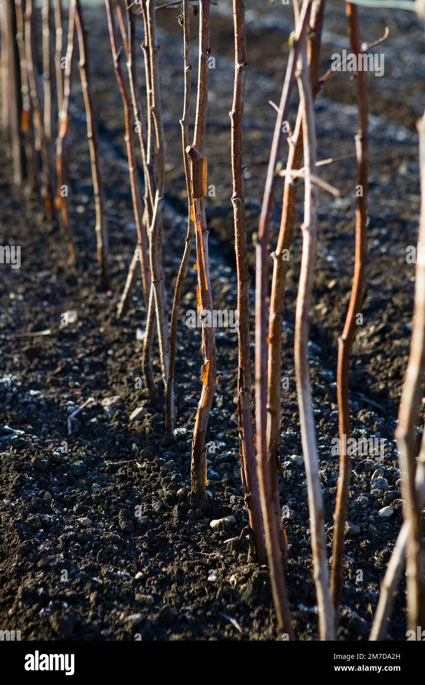 Lines of perfectly prepared soil on an allotment or garden vegetable ...