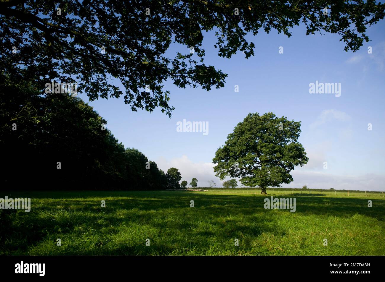 Large old oak tree in a green rural field Stock Photo - Alamy
