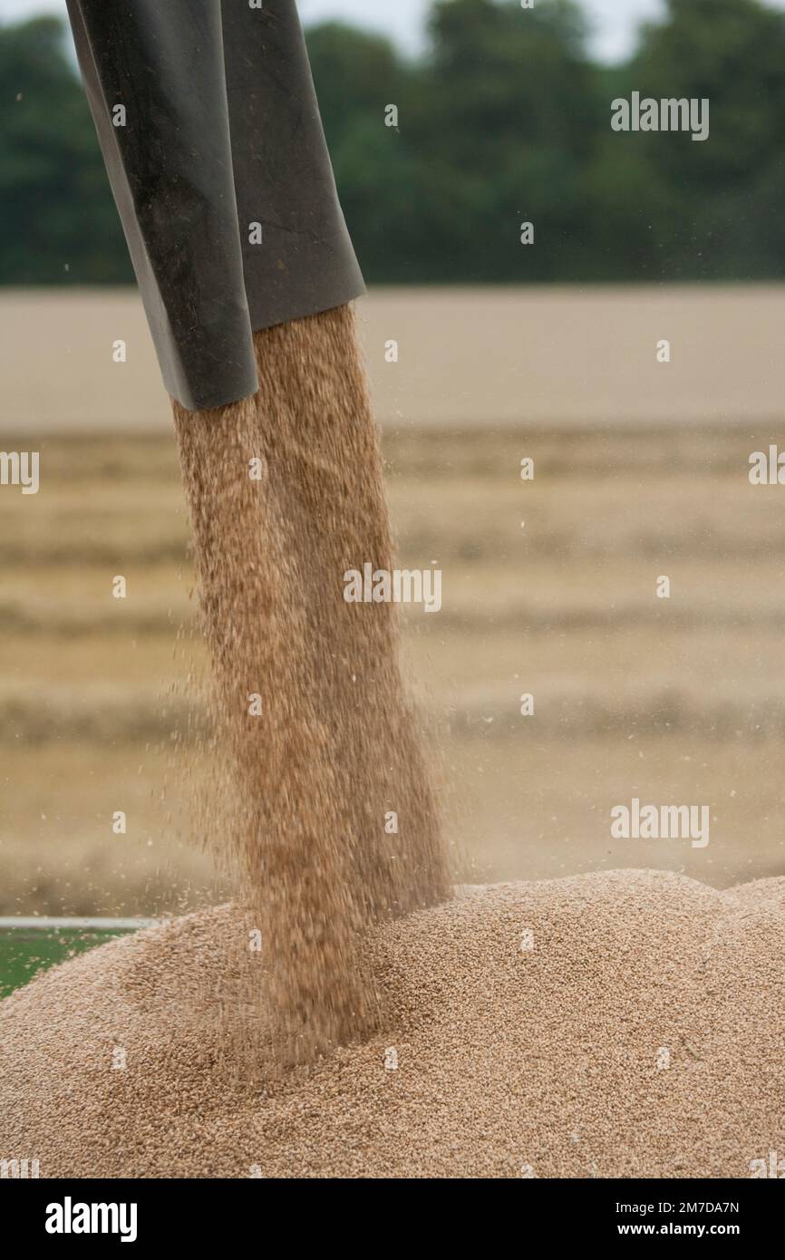 A combine harvester and a tractor working together on a british farm ...