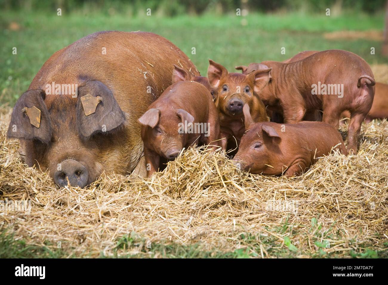 Pig farm pens hi-res stock photography and images - Alamy