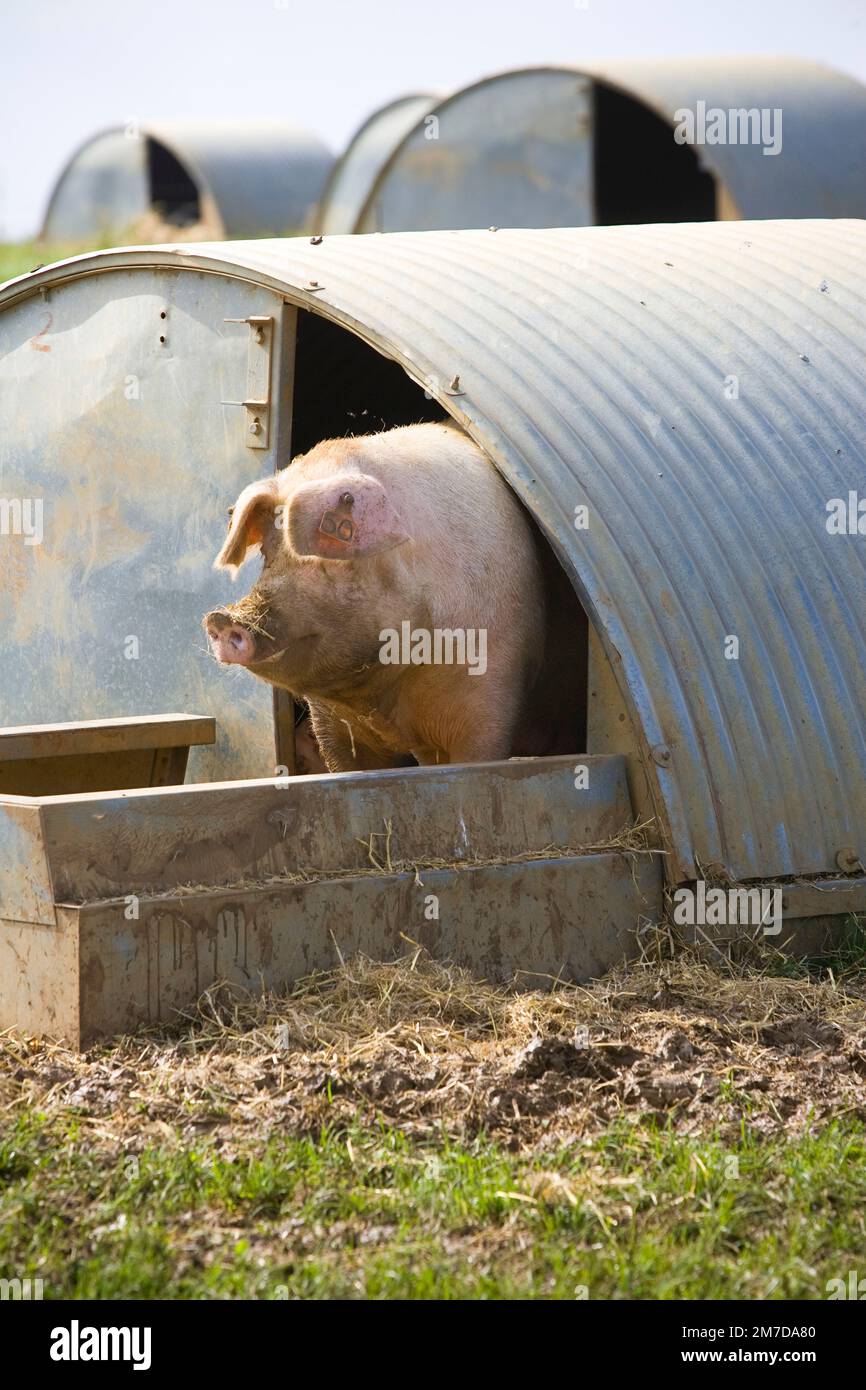 A Farm Pig unit with pens adn young and old pigs, piglest out in the ...