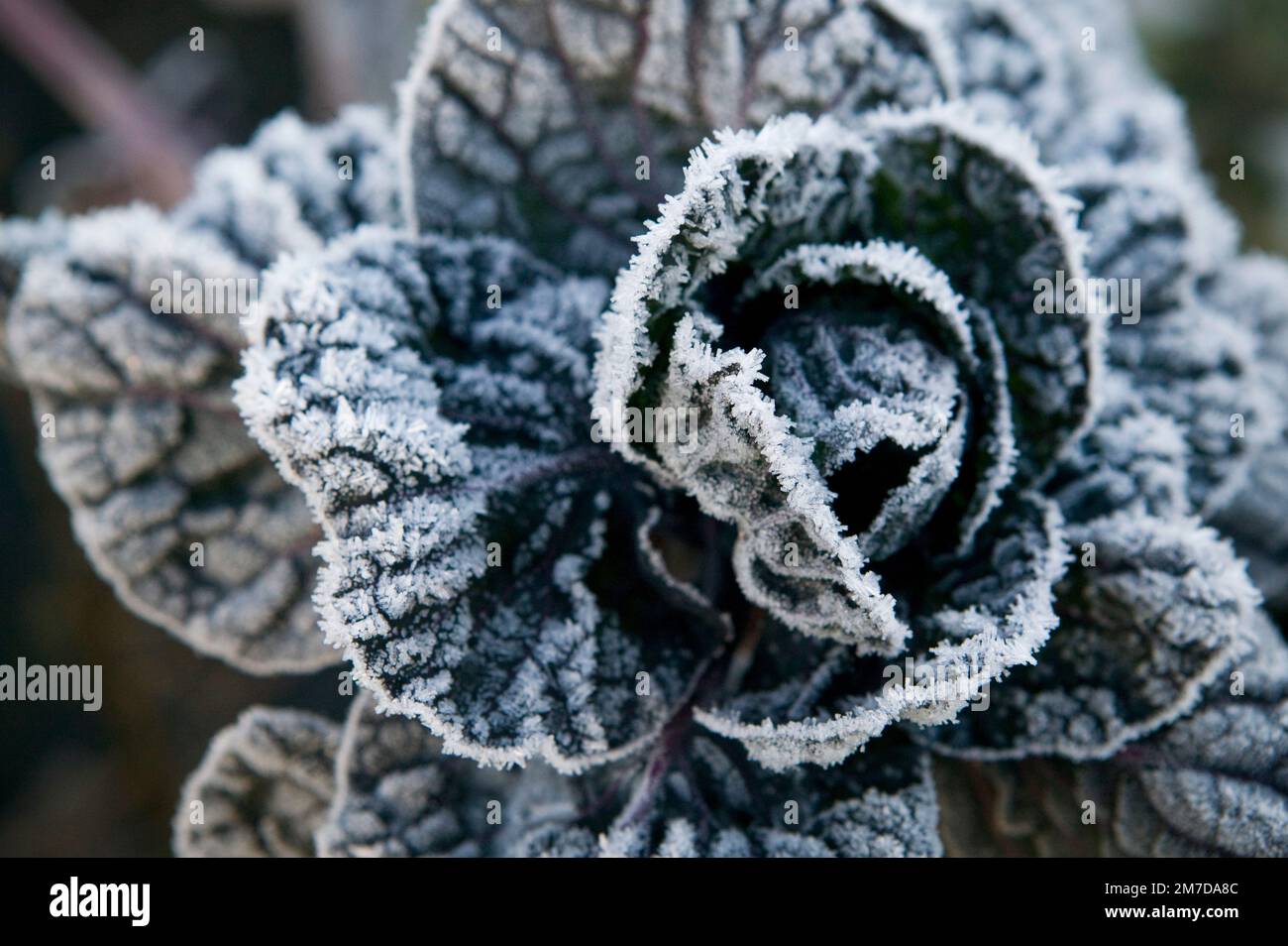 Cabbage plants of the brasica family protected from animals behind a ...