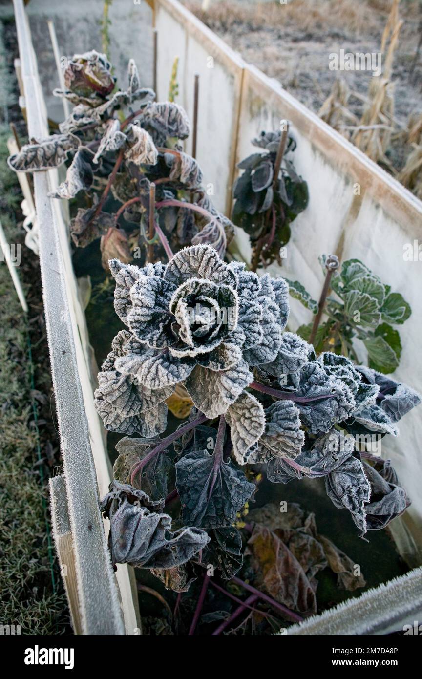 Fringed cabbage hi-res stock photography and images - Alamy