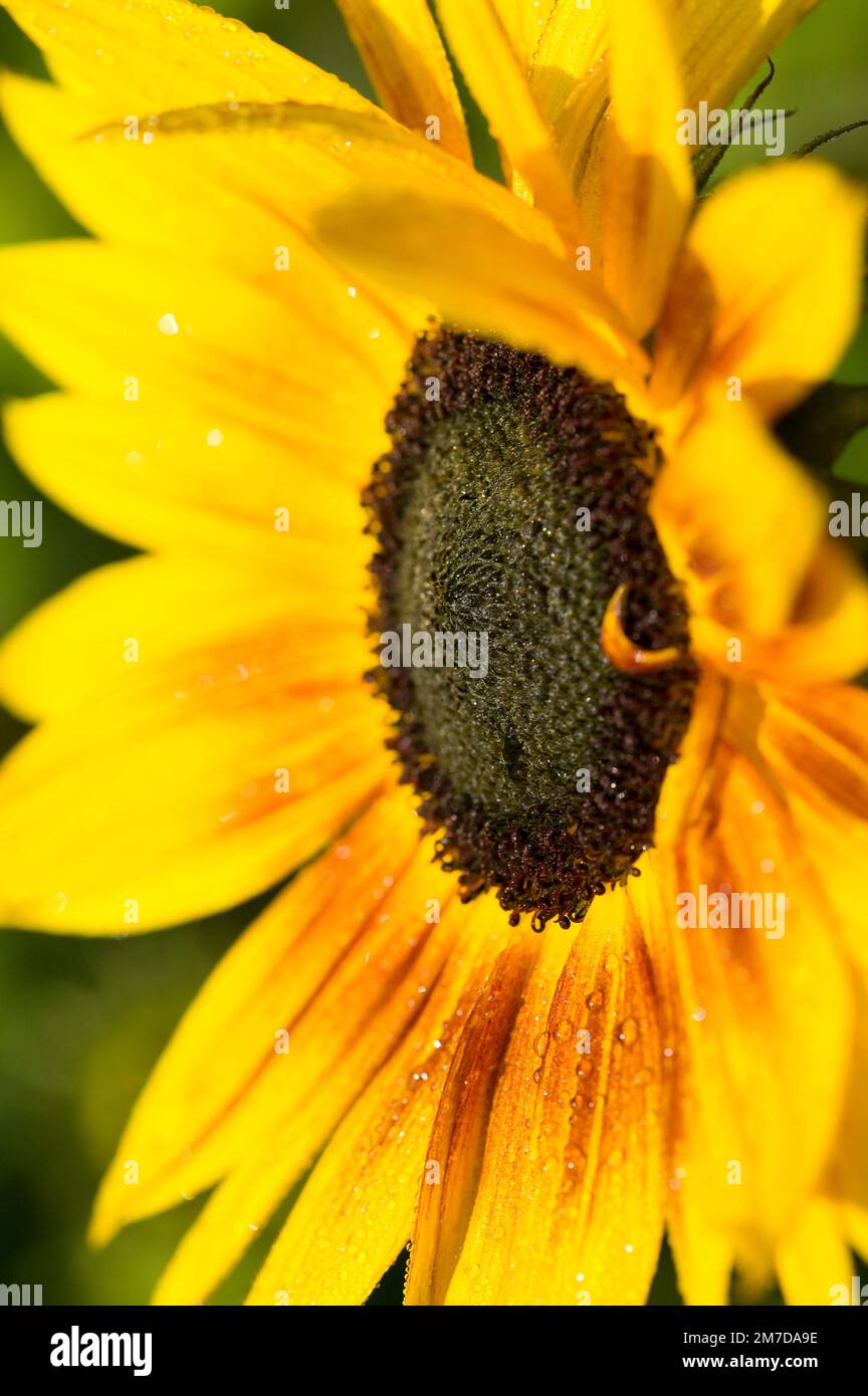 Detail of a large sunflower head as it displays the deep yellow petals ...