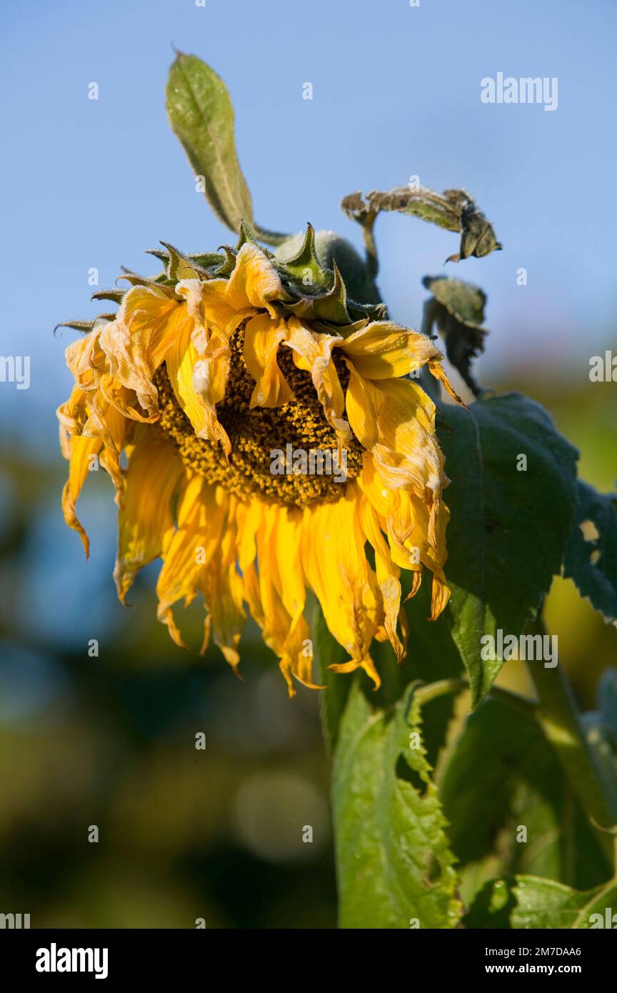 Large sunflower blooms or flower heads drooping in the autumn sun as ...