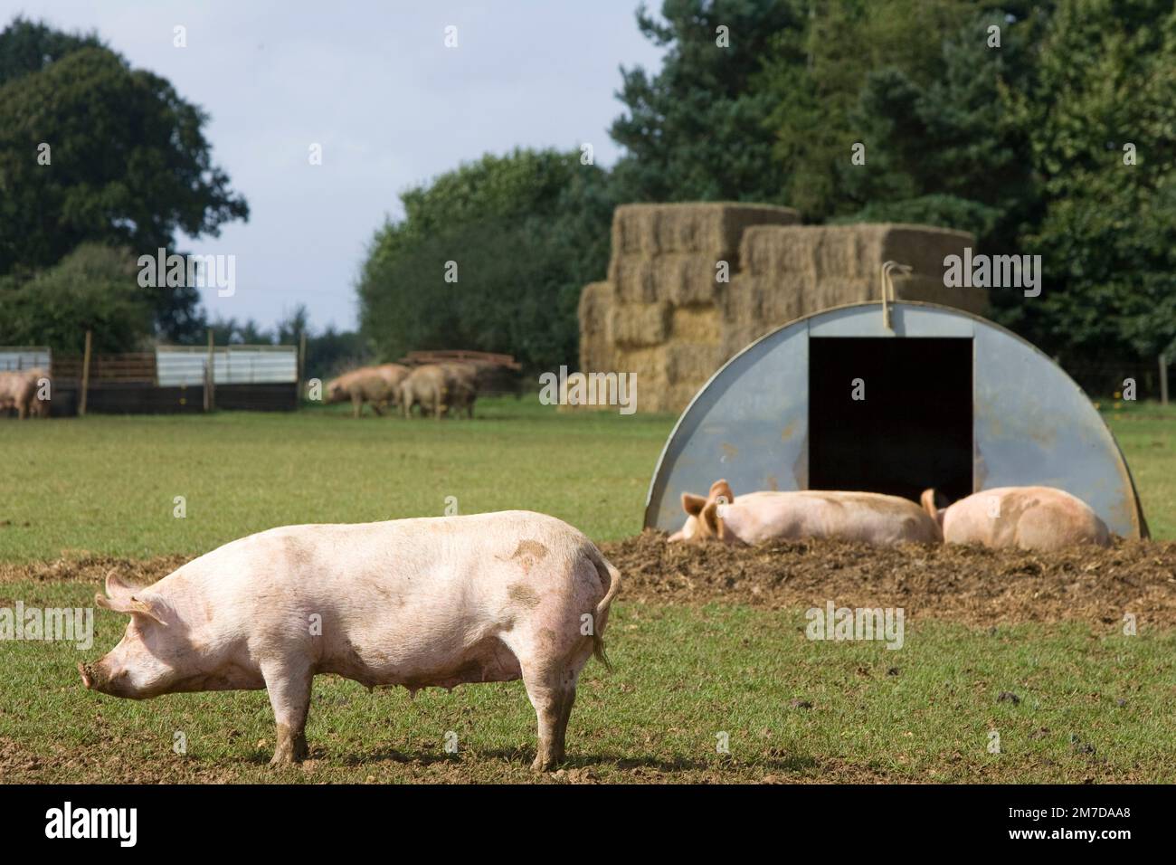 A Farm Pig unit with pens adn young and old pigs, piglest out in the ...