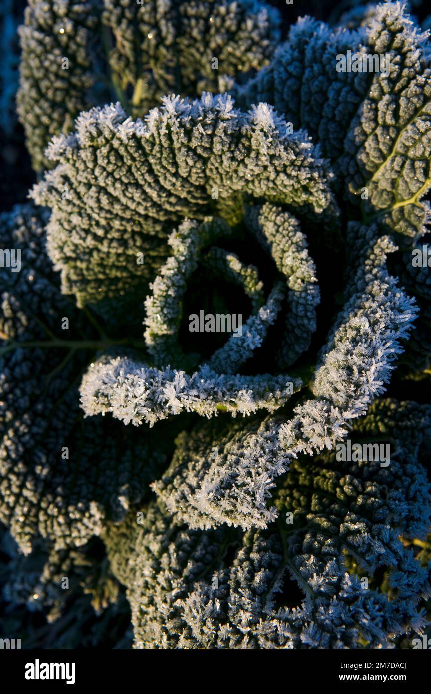 Cabbage plants of the brasica family protected from animals behind a ...