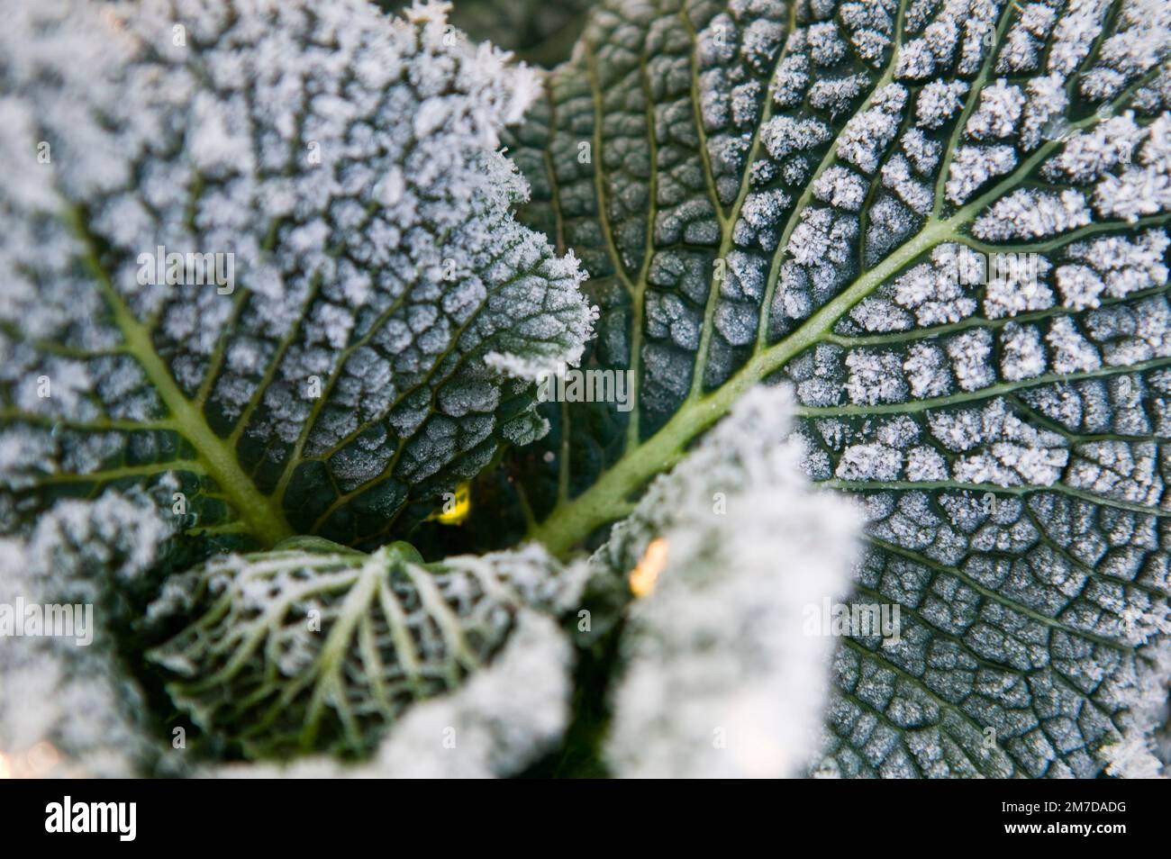Cabbage plants of the brasica family protected from animals behind a ...