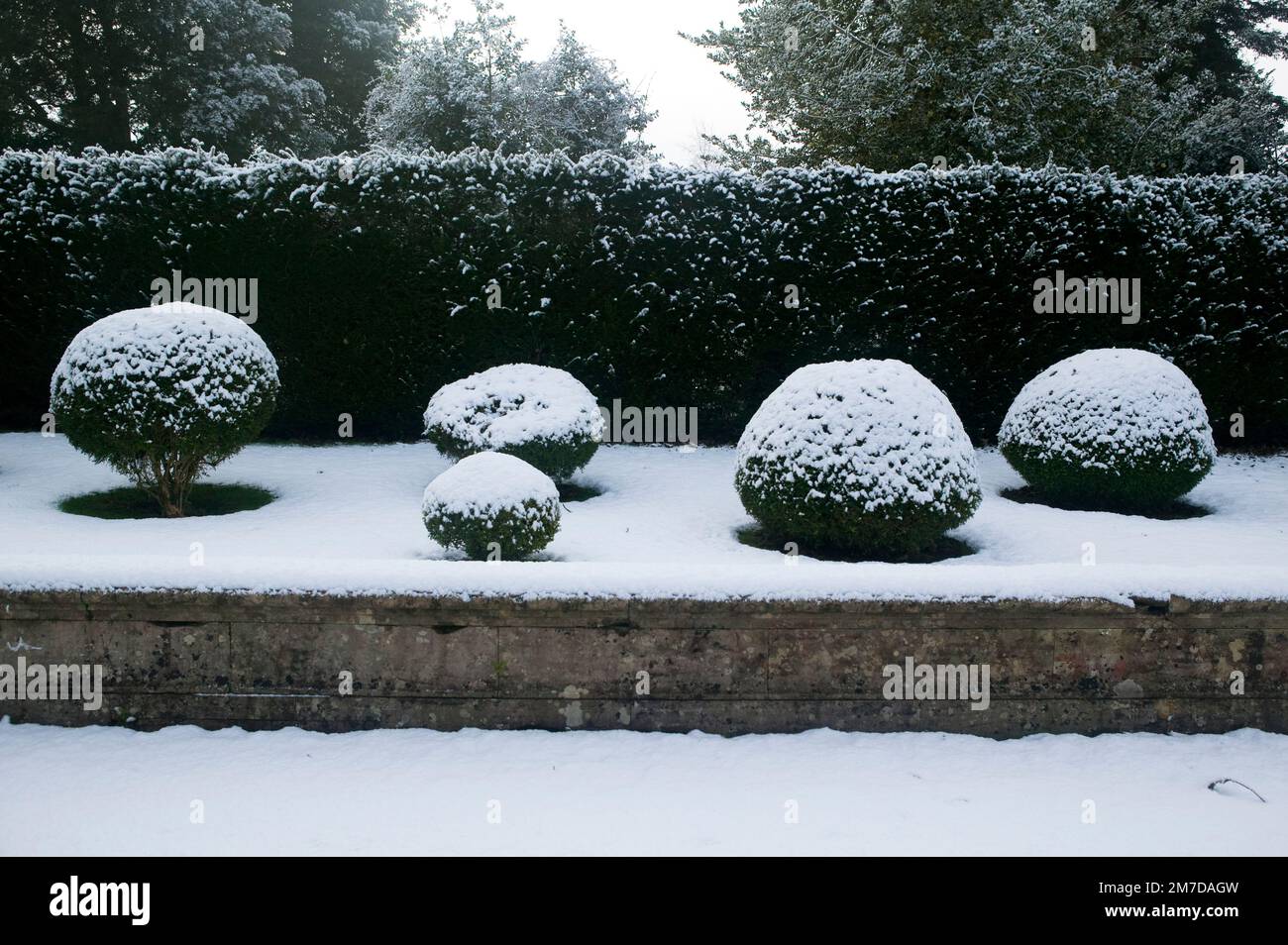 Small ornate and decorative box style hedges trimmed into balls are ...