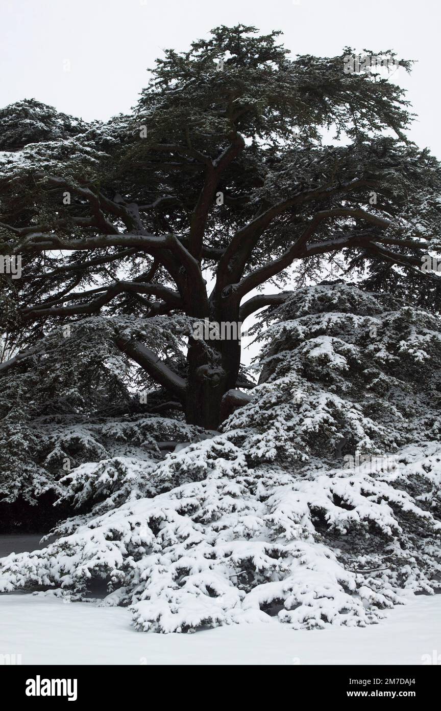 Sagging tree hi-res stock photography and images - Alamy