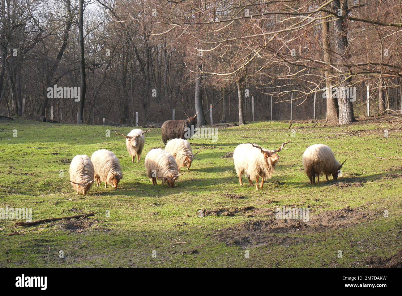 A flock of Hungarian Hortobagy Racka sheep with distinctive spiral ...