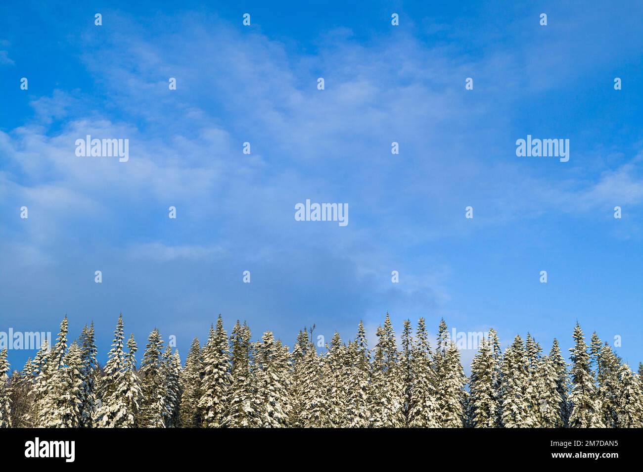 Fir or pine trees laden down with a heavy fall of snow. All of the ...