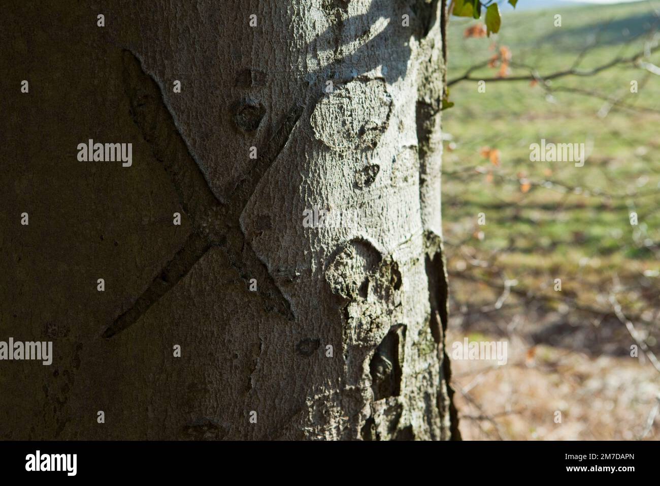 An "x" carved in the trunk of an old tree in the british countryside ...