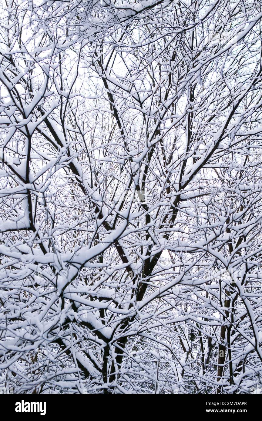 A heavy winter snowfall has completely covered every branch on trees in ...