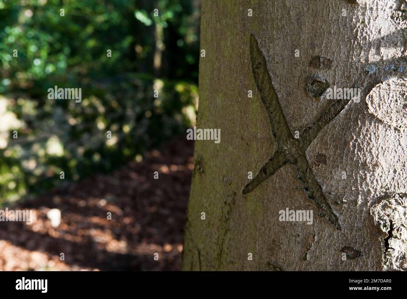 An "x" carved in the trunk of an old tree in the british countryside ...