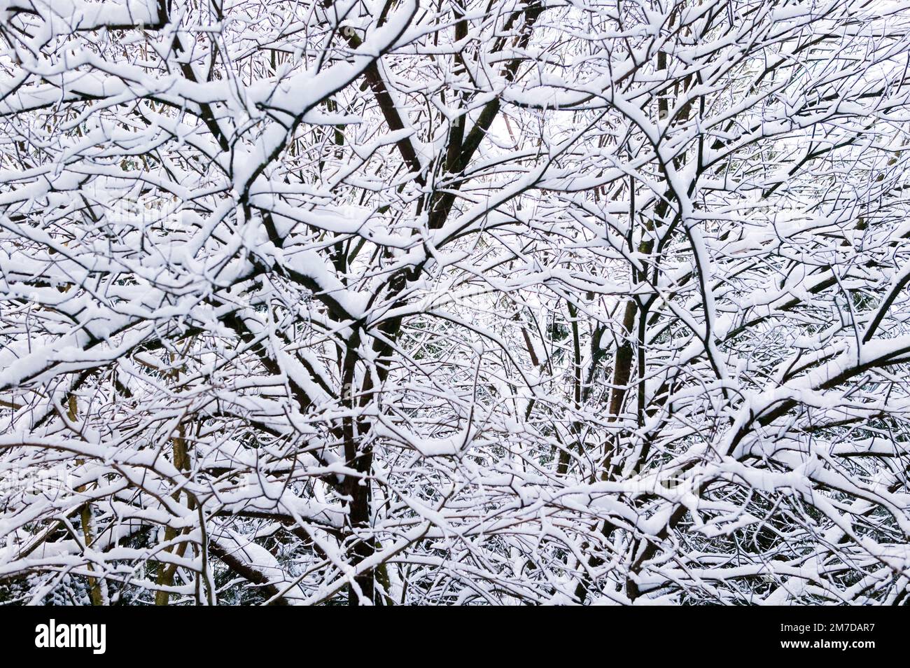 A heavy winter snowfall has completely covered every branch on trees in ...