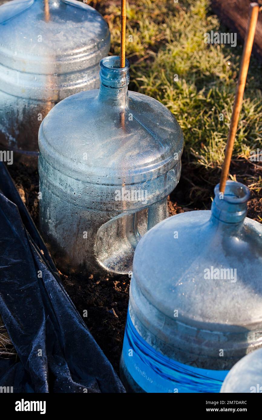 Old water bottles from a water fountain are being used on an allotment ...
