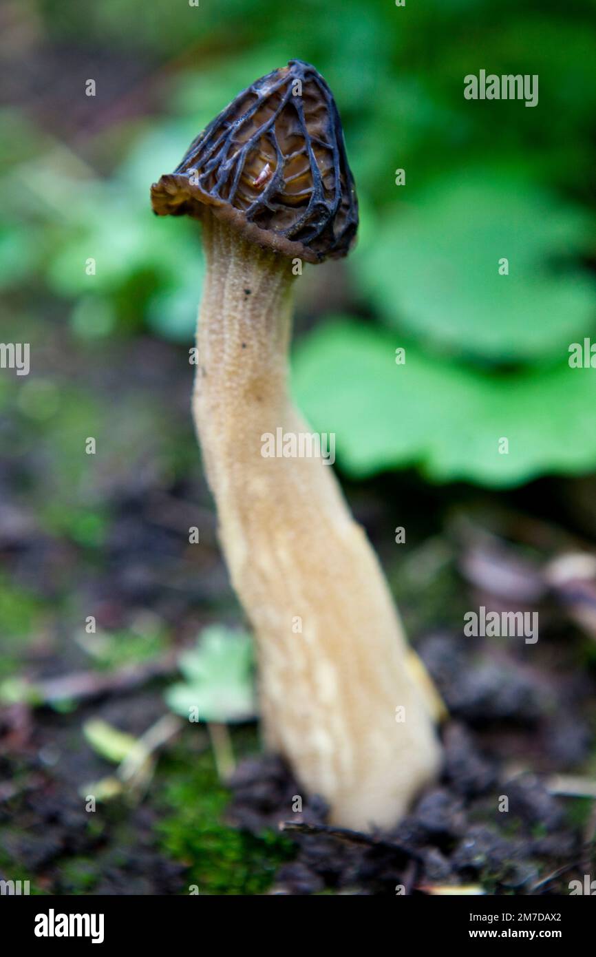 Rude shape hi-res stock photography and images - Alamy