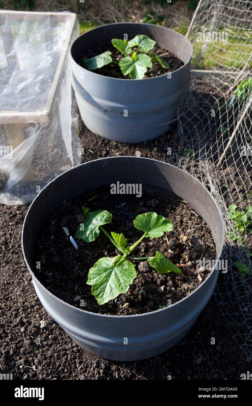 Courgette plants being grown individually in old plastic drums that act ...