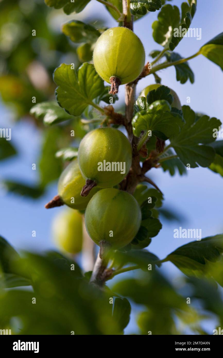 Yellow green gooseberry fruits hang from a bush ripening in the summer ...