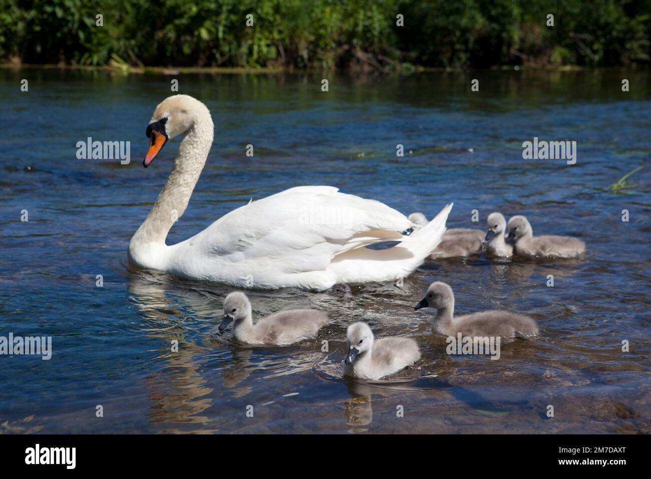 A family of swans and signets on a river in the Cotswolds, UK. The ...