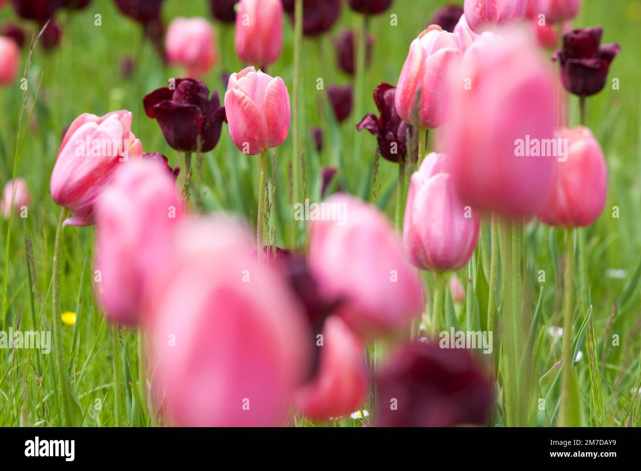 Grass verge uk car hi-res stock photography and images - Alamy