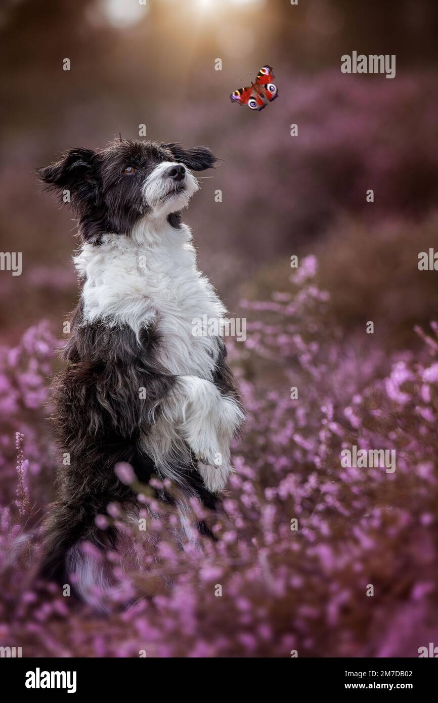 Cute dog with a butterfly Stock Photo - Alamy