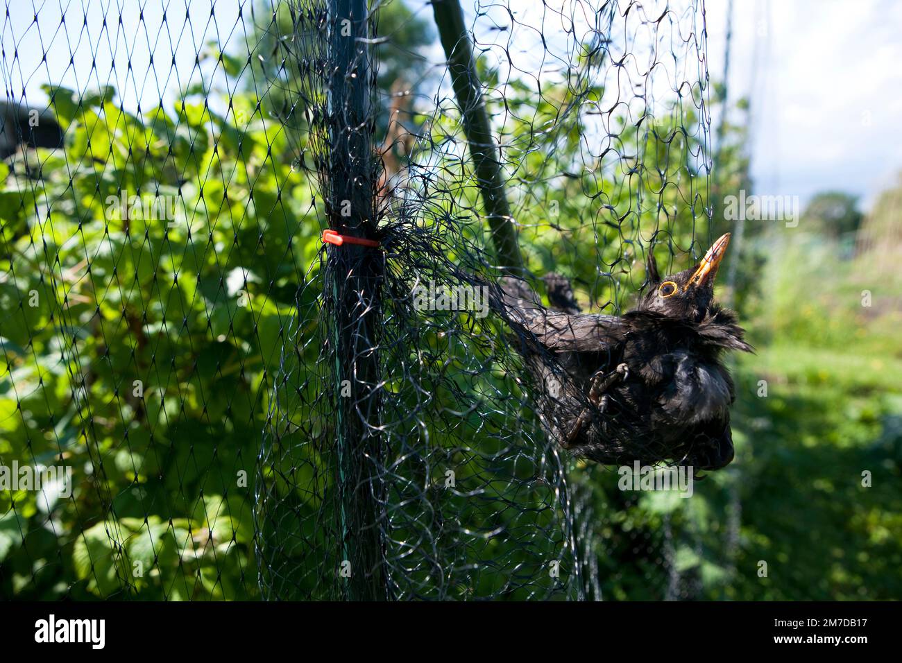 Fruit cage bird hi-res stock photography and images - Alamy