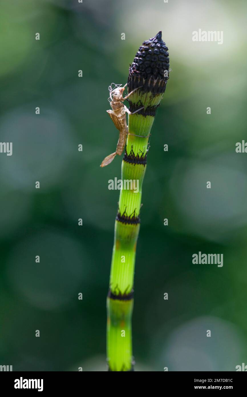 The exoskeleton of a may fly sits stuck to a horse or mares tail plant ...