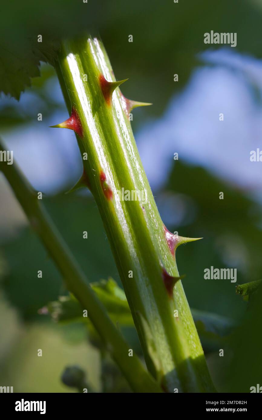 Stiff stem hi-res stock photography and images - Alamy