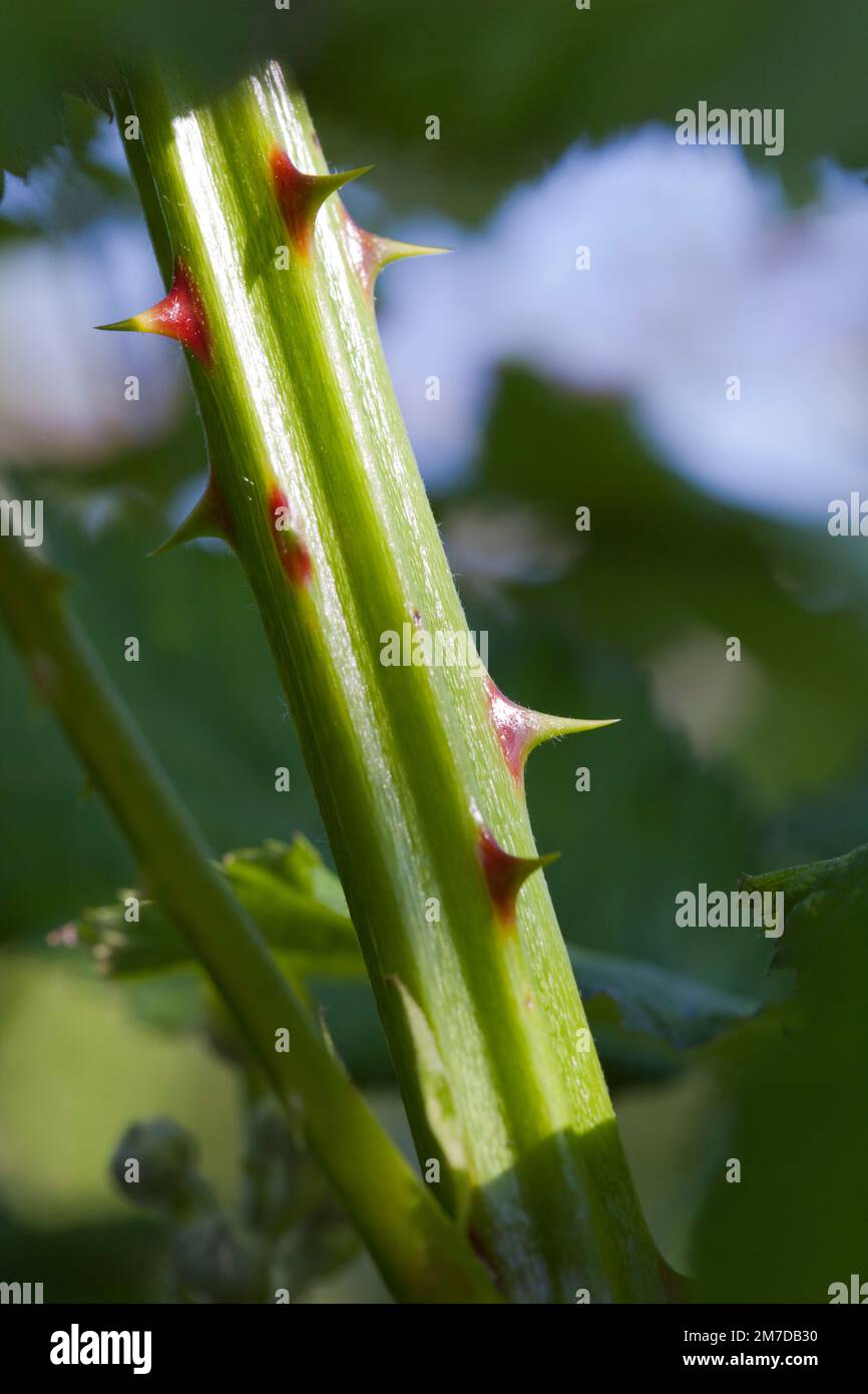 Stiff stem hi-res stock photography and images - Alamy