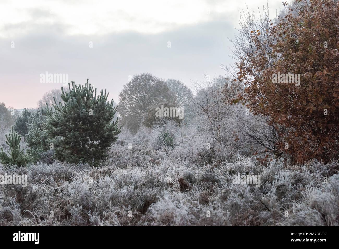 Frosty frozen morning at RSPB Budby South Forest, Sherwood Forest ...