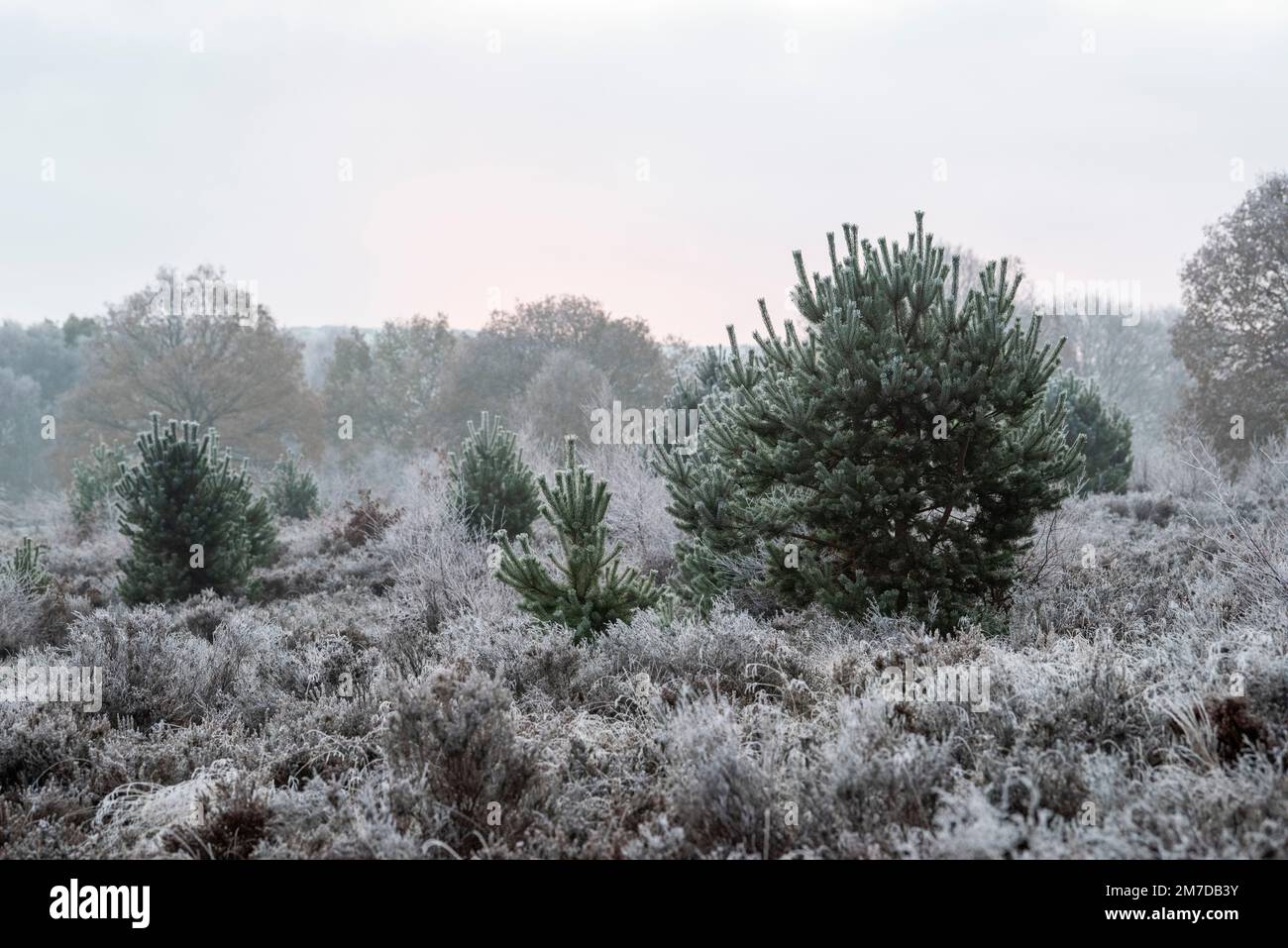 Frosty frozen morning at RSPB Budby South Forest, Sherwood Forest ...