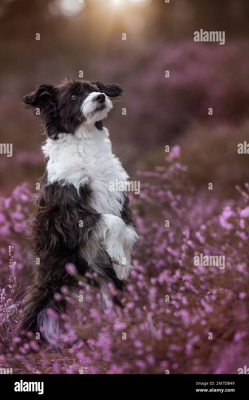 Cute dog in heather landscape Stock Photo - Alamy
