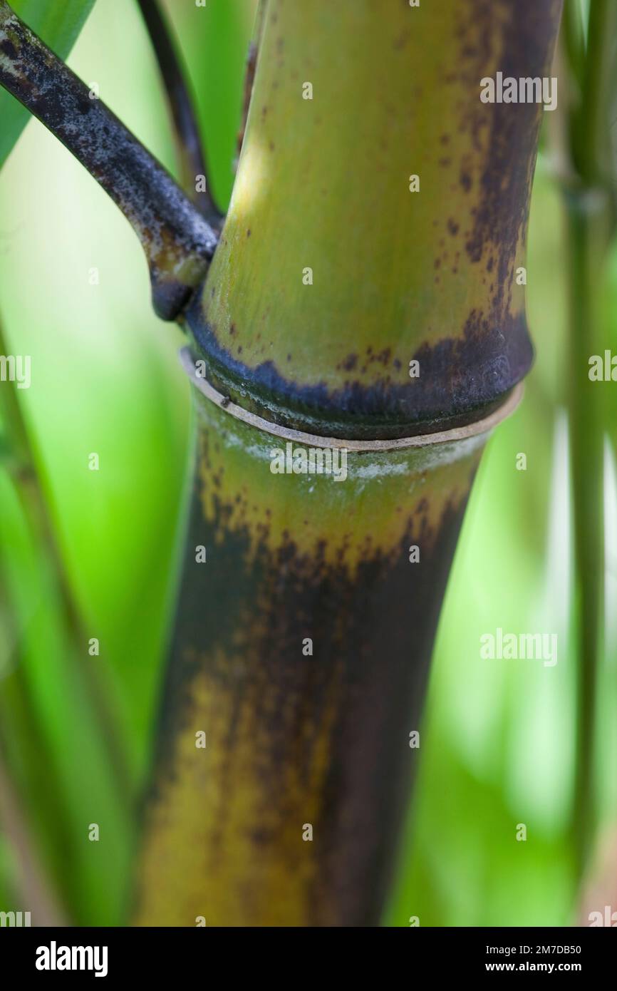 Detail of the stem of the black bamboo Phyllostachys Nigra shwoing the ...