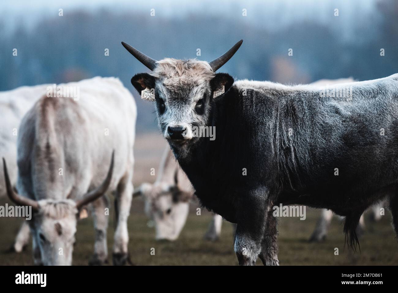 A beautiful Hungarian gray cow with big horns walking in the field ...