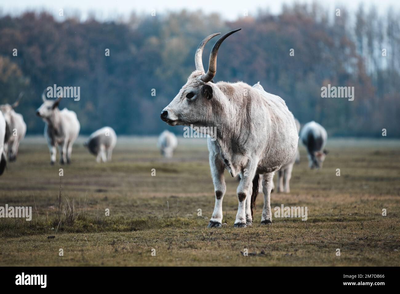 A beautiful Hungarian gray cow with big horns walking in the field ...