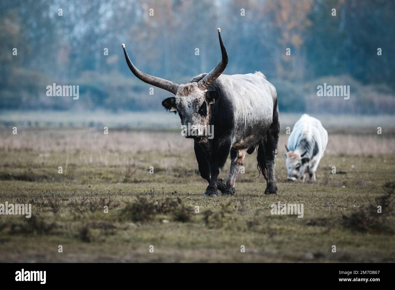 Gray cow hi-res stock photography and images - Alamy