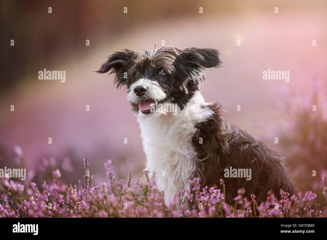 Cute dog in heather landscape Stock Photo - Alamy