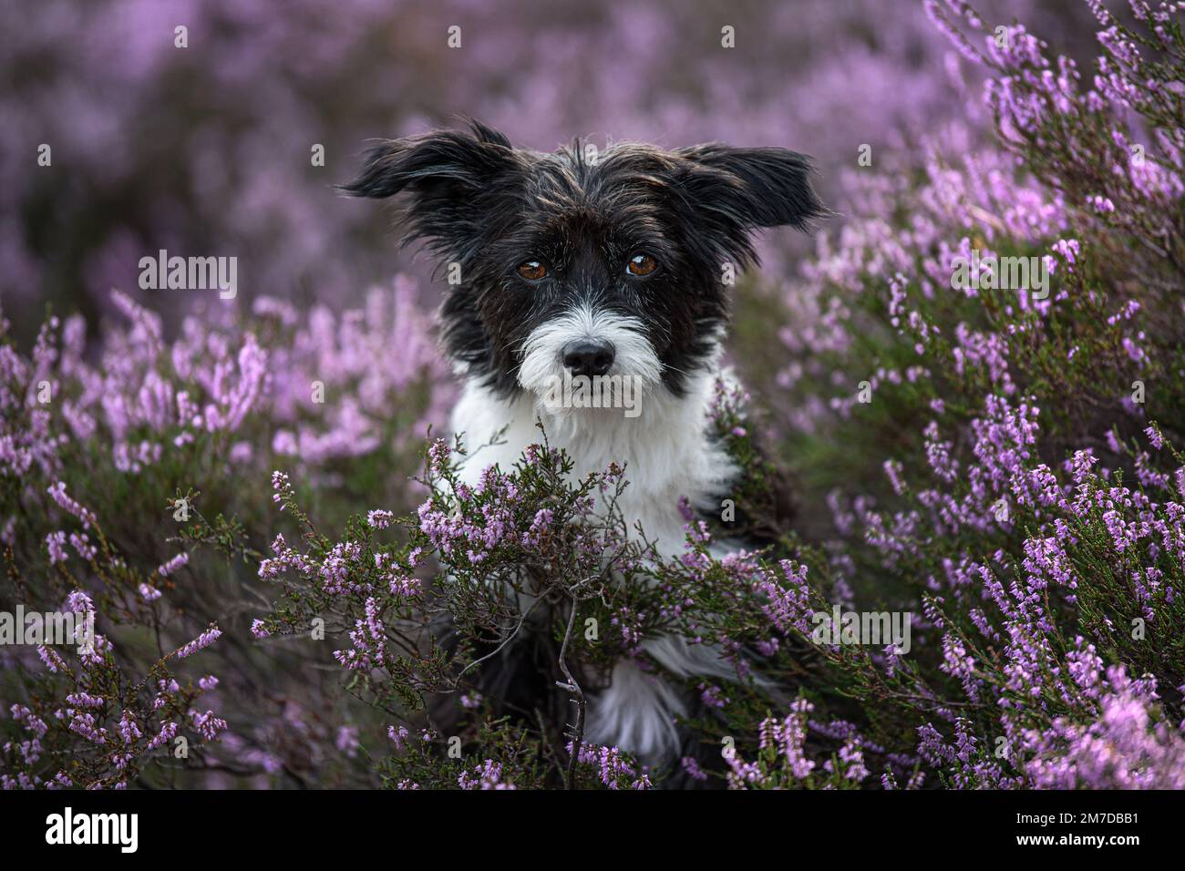 Cute dog in heather landscape Stock Photo - Alamy