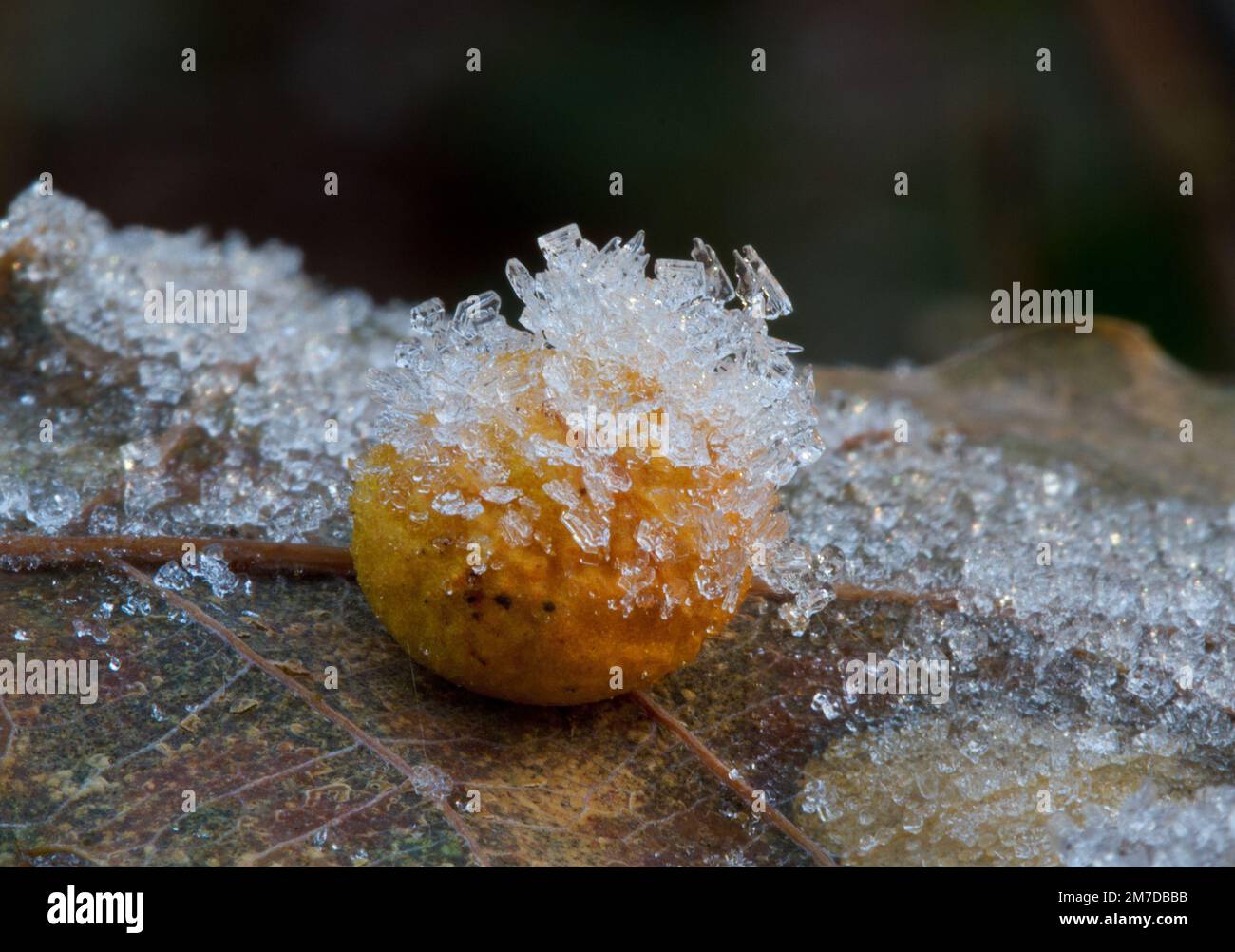 Tree gall hi-res stock photography and images - Alamy