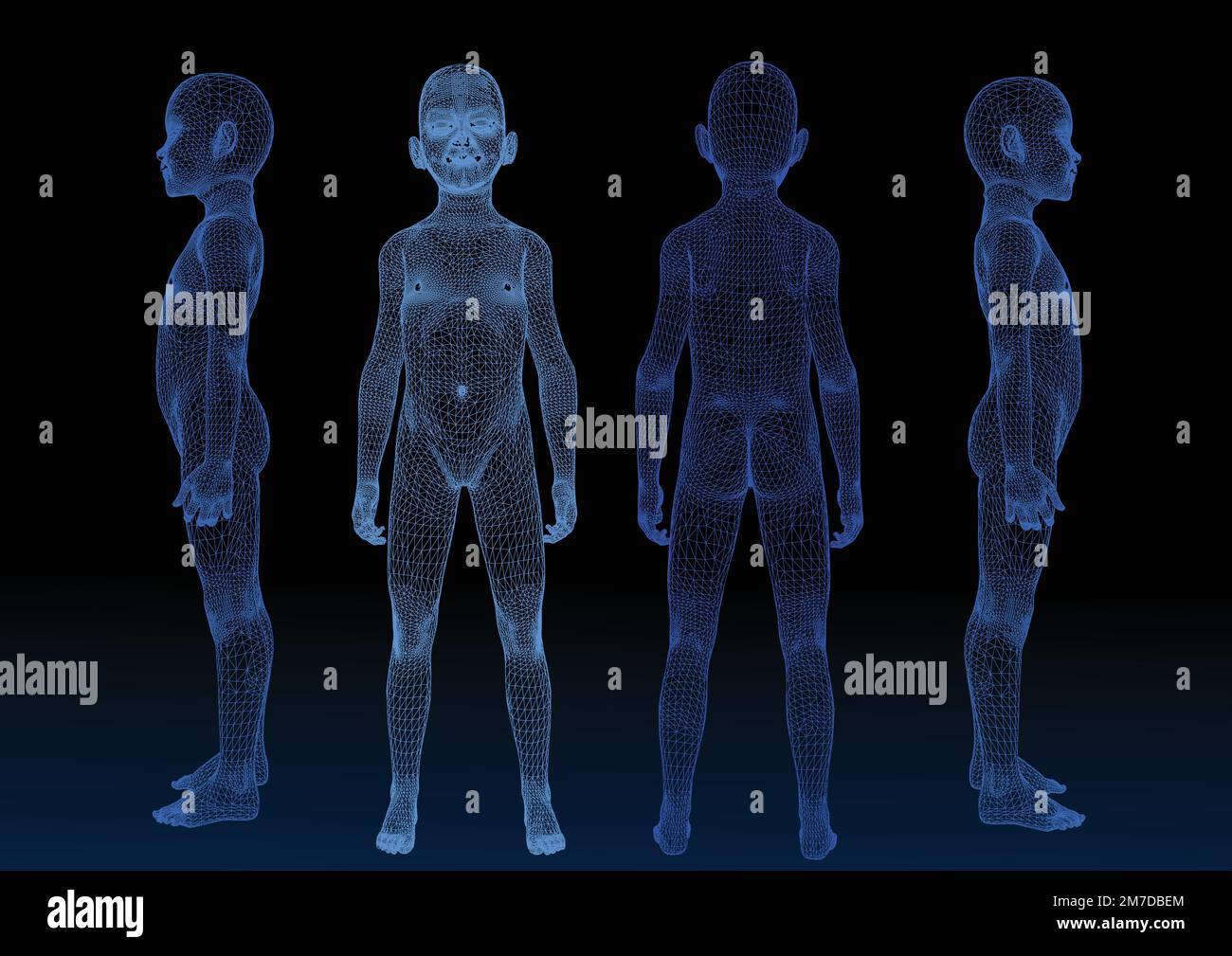 3d digital render male anatomy Stock Vector Images - Alamy